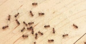 Why do ants walk in a straight line? - Winspire Magazine